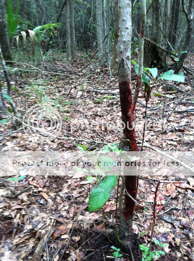 Big Sow Bow Kill | GON Forum